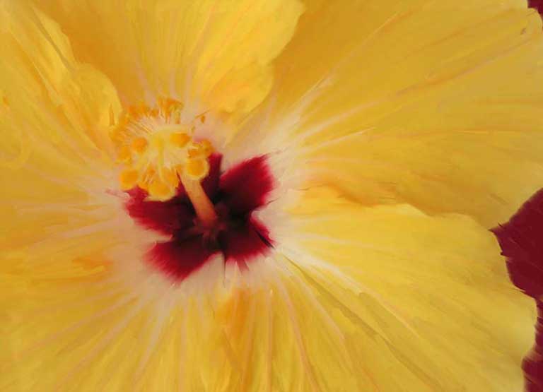 FLO.Yellow-Hibiscus.sm | Studio Napoli